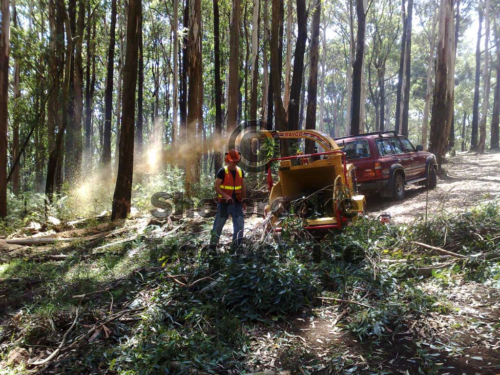 Wood Chipping One Tree Hill – Sherbrooke Tree Service