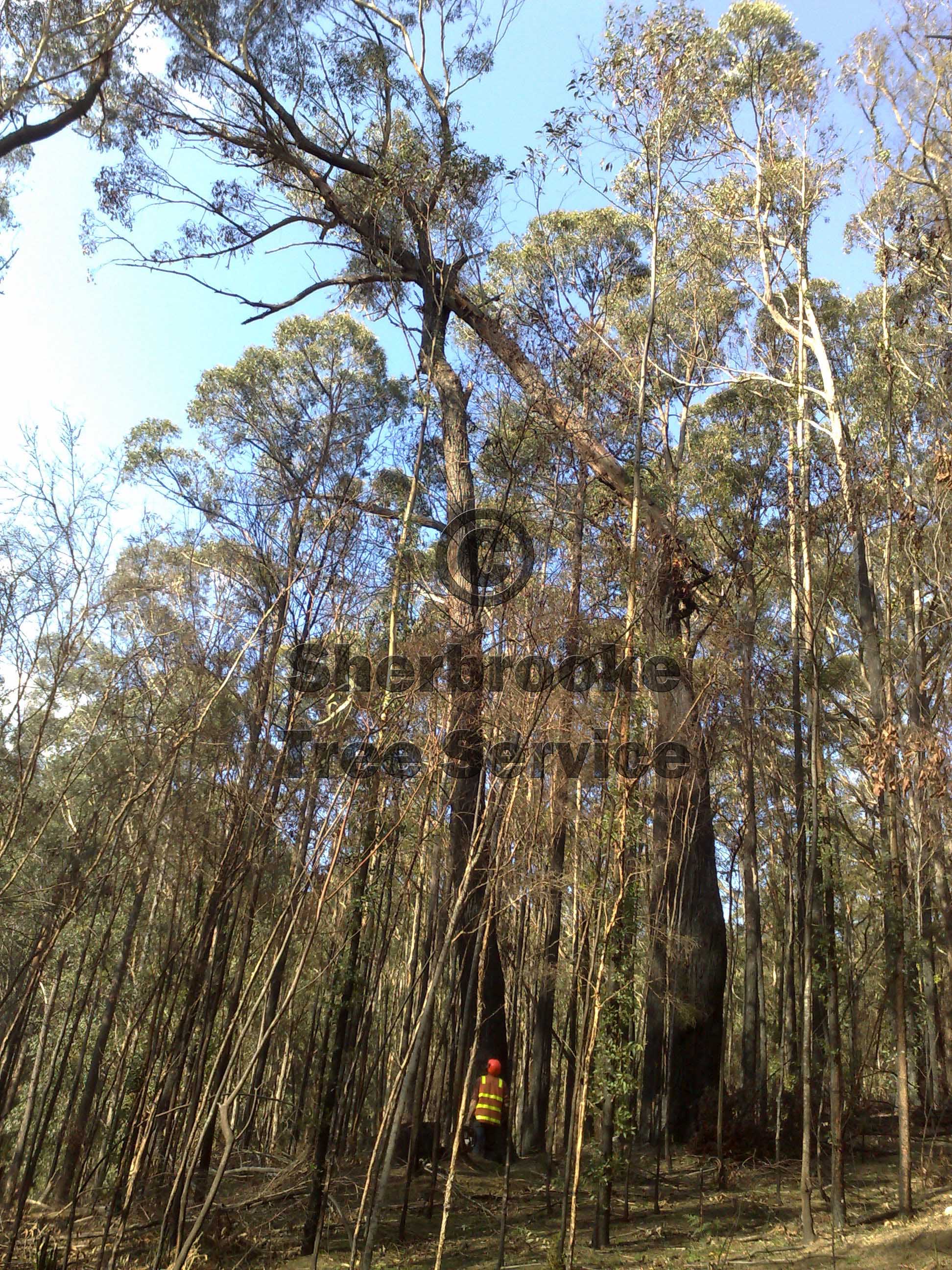 Fire Killed Tree Removal Bunyip State Forest – Sherbrooke Tree Service