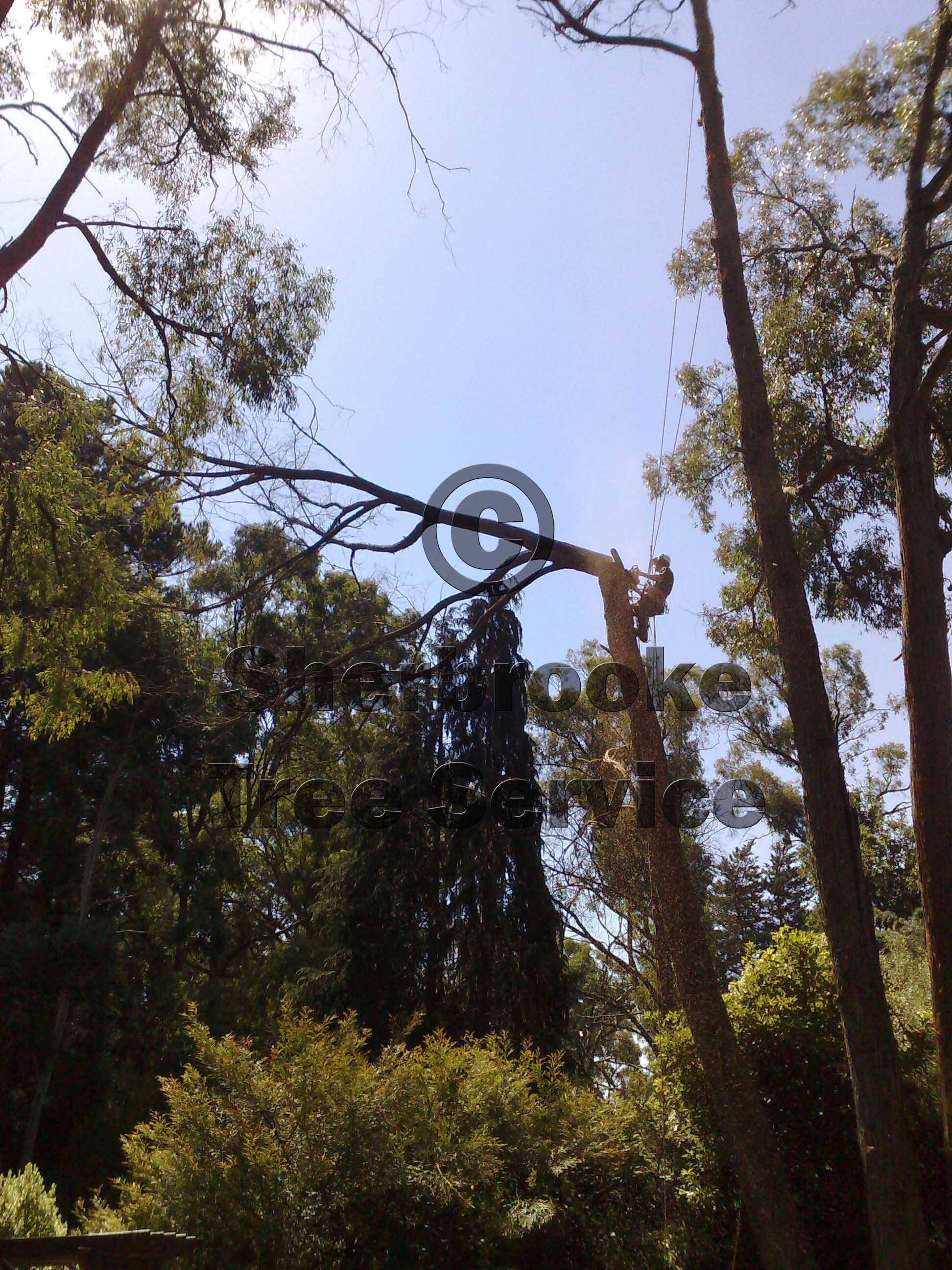 Dead Gumtree Removal Avonsleigh – Sherbrooke Tree Service