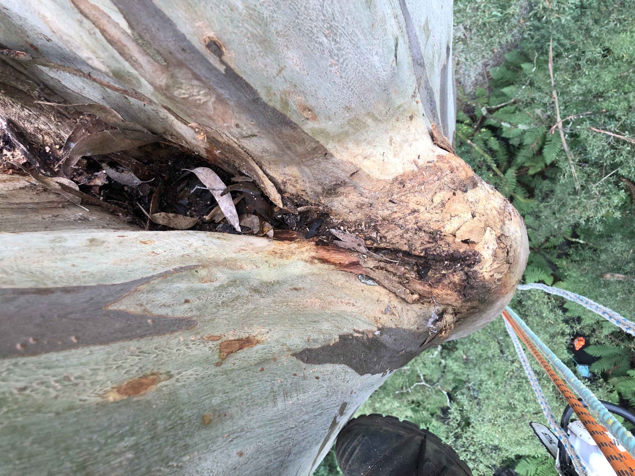 Poor Structure – Sherbrooke Tree Service
