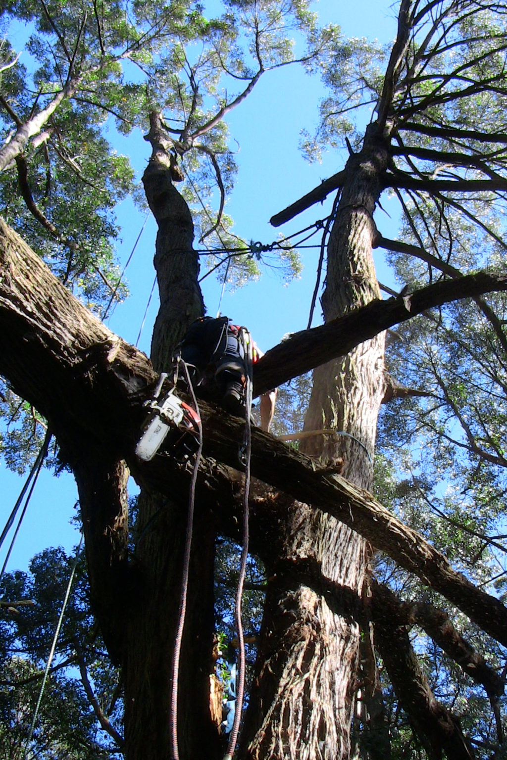 Emergency Tree Work – Sherbrooke Tree Service